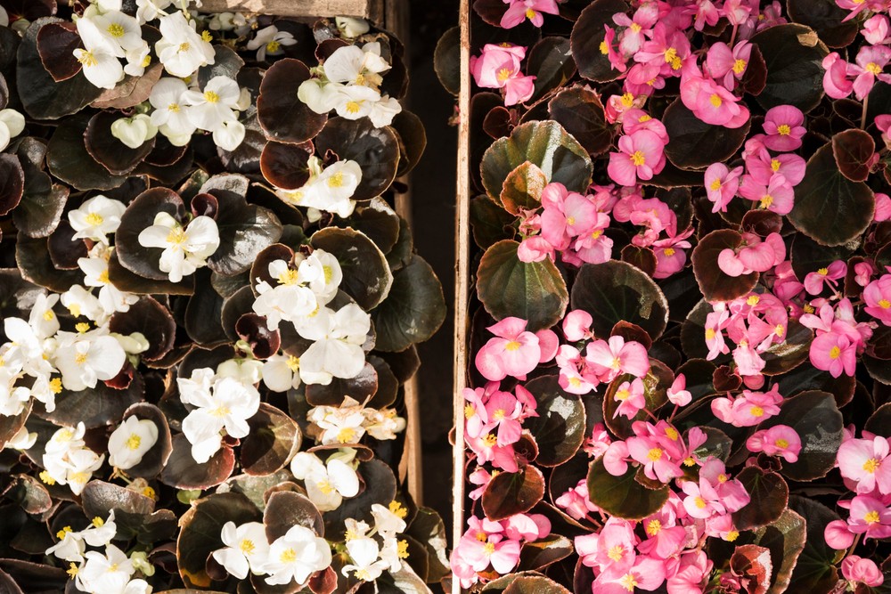 Begônia de cera: como cultivar, cuidar e ter um jardim colorido o ano todo