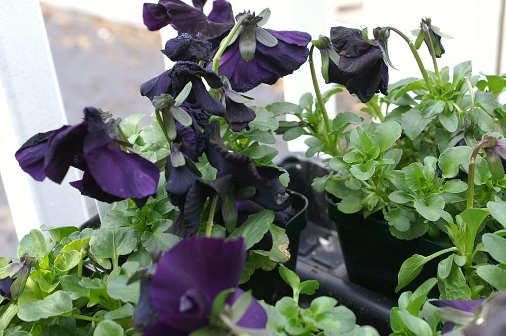 Flor preta: 10 espécies para conhecer e se impressionar!