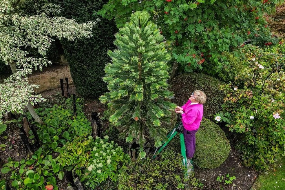 Casal britânico cultiva árvore pré-histórica e colhe sementes avaliadas ...
