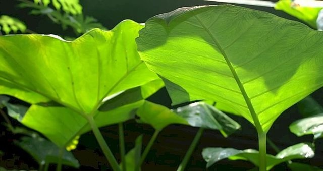 Buscas por PANCs no Brasil aumentaram 890% nos últimos 5 anos