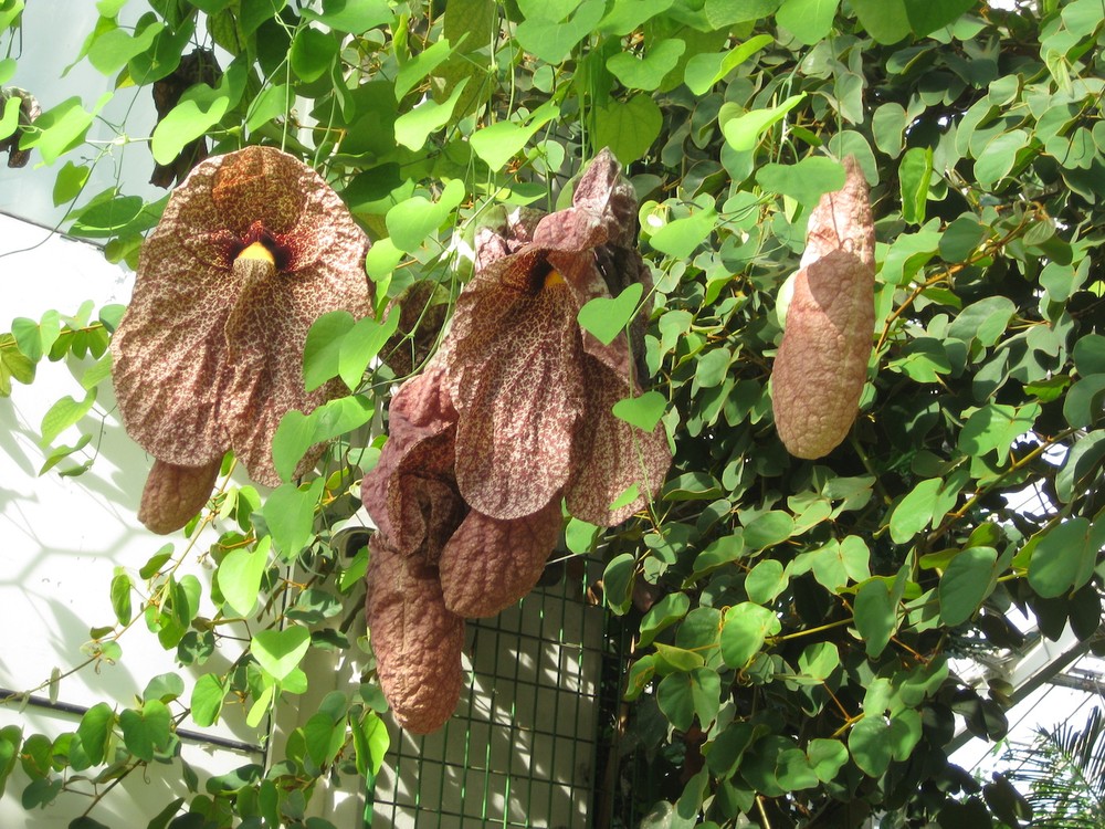 Conheça 10 flores coloridas e fedorentas; uma delas é do Brasil ...