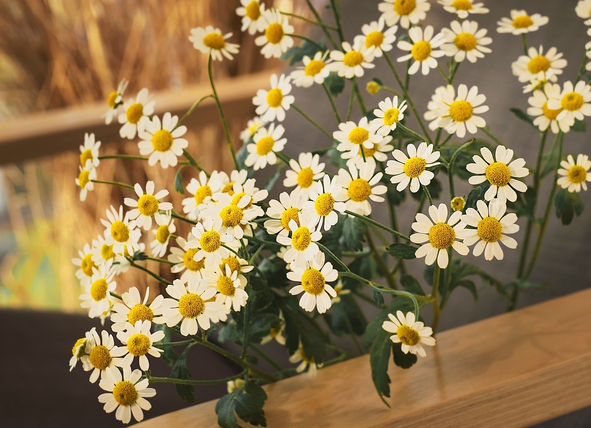 10 flores terapêuticas e seus efeitos para melhorar a saúde