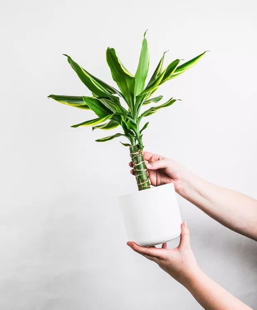 16 plantas de sombra para cultivar dentro de casa sem medo!