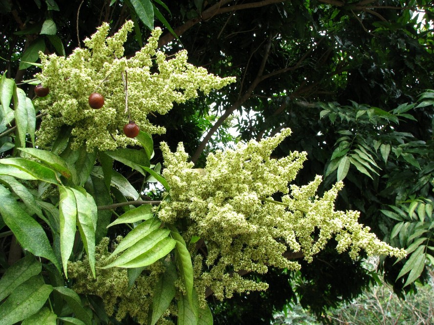 Sapindus saponaria: a planta que 'produz sabão' e traz sombra ao jardim