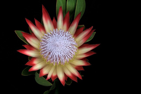Protea: como cuidar da flor pré-histórica que pode atingir até 12 ...