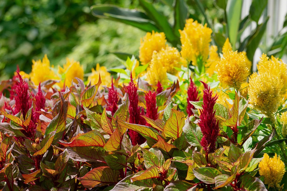 Celosia: como cultivar a espécie ornamental que dá belos arranjos