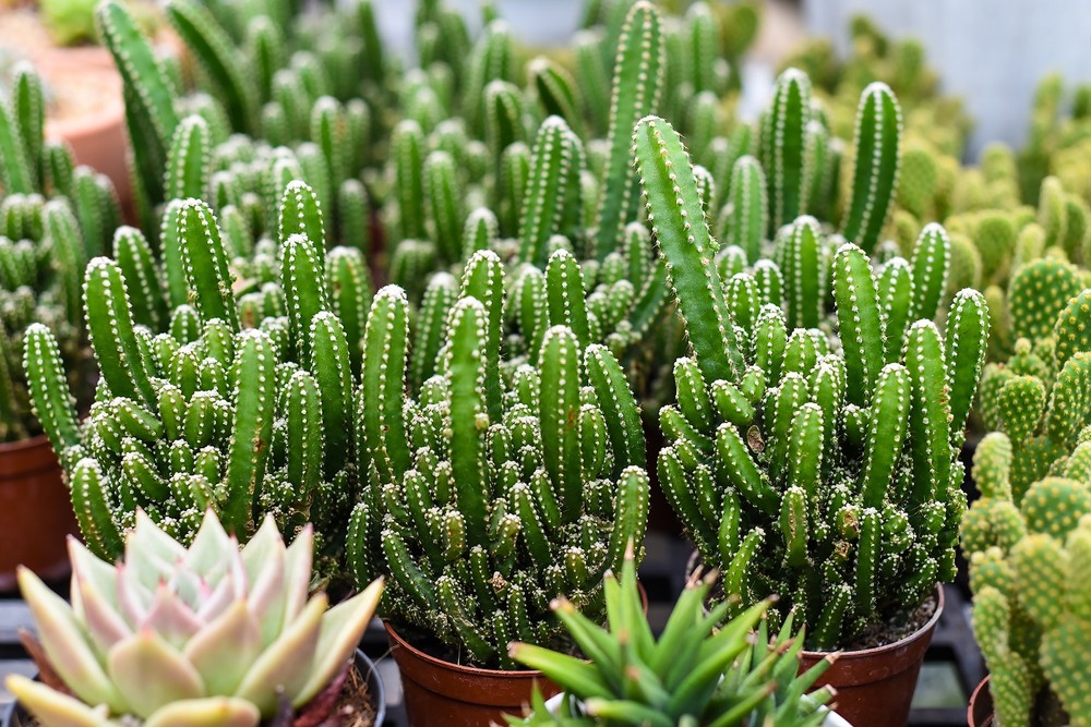 Nada De Sombra E gua Fresca Saiba Como Cuidar De Cactos Da Forma Correta 