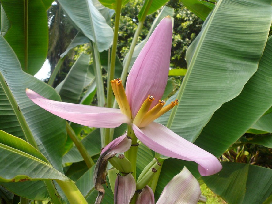 Bananeira ornamental: como cultivar a planta tropical no jardim
