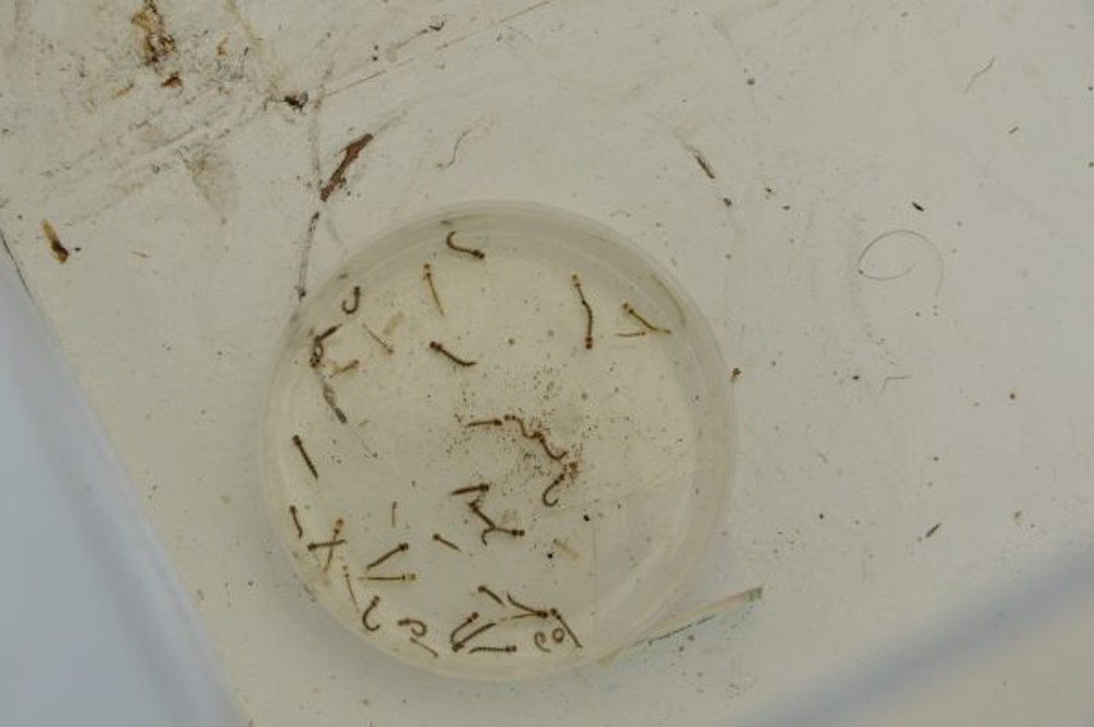 Dengue: tudo sobre prevenção e cuidados com o Aedes aegypti em casa