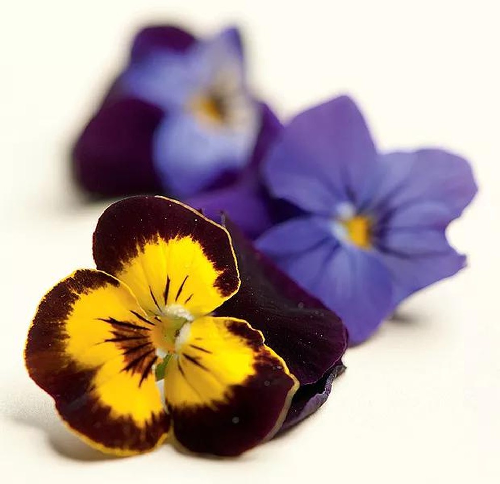 Conheça 13 flores comestíveis para incluir em pratos doces e salgados
