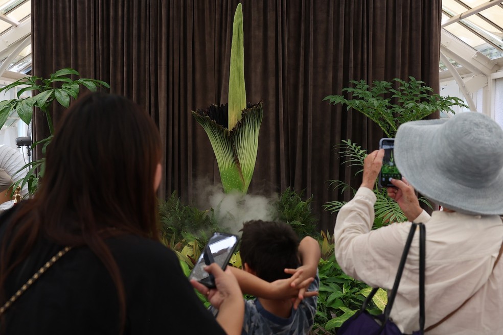 Flor que cheira como "lixo podre" atrai milhares de pessoas em jardim ...