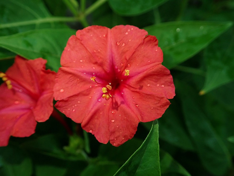 Flor Maravilha: como cultivar a planta que floresce ao entardecer