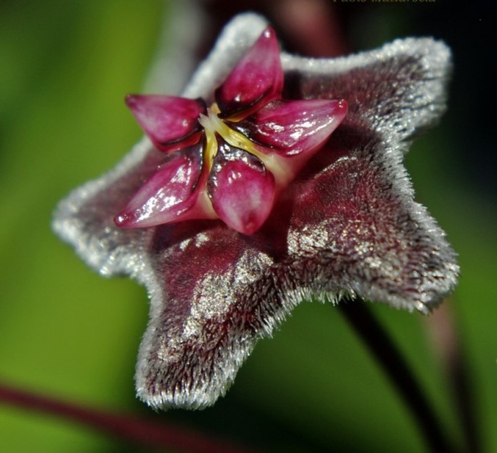 Flor preta: 10 espécies para conhecer e se impressionar! | Paisagismo ...