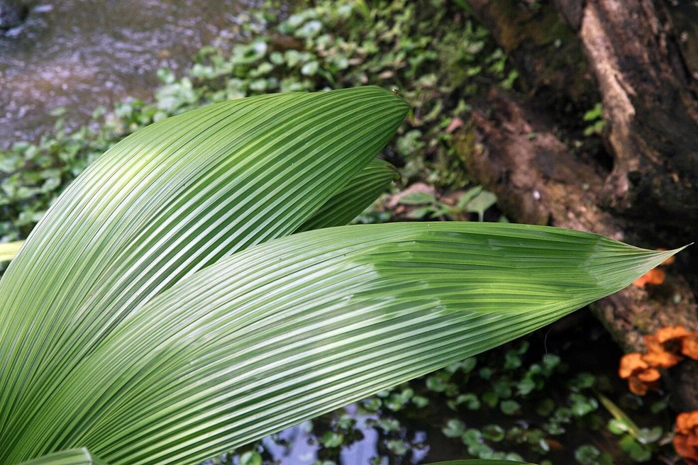 Curculigo: a planta que fica ótima como forração de jardins