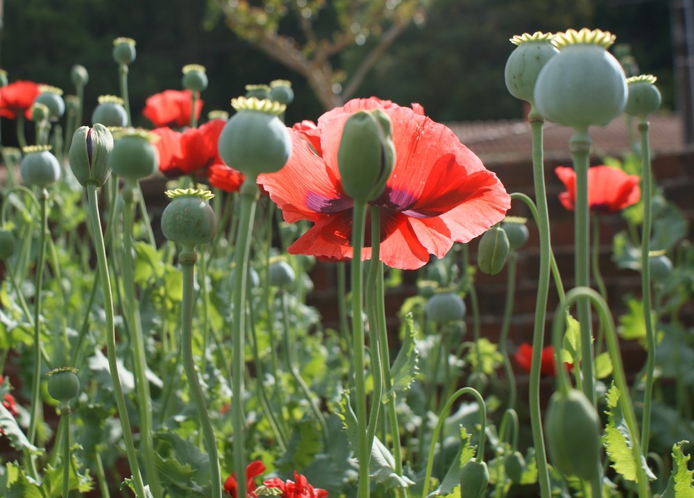 Papoula: conheça a flor delicada considerada a "mãe dos opiáceos ...