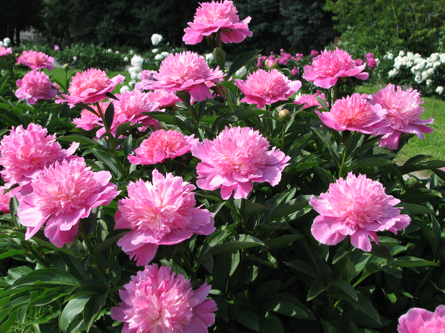 10 flores cheirosas para deixar a casa e o jardim perfumados ...