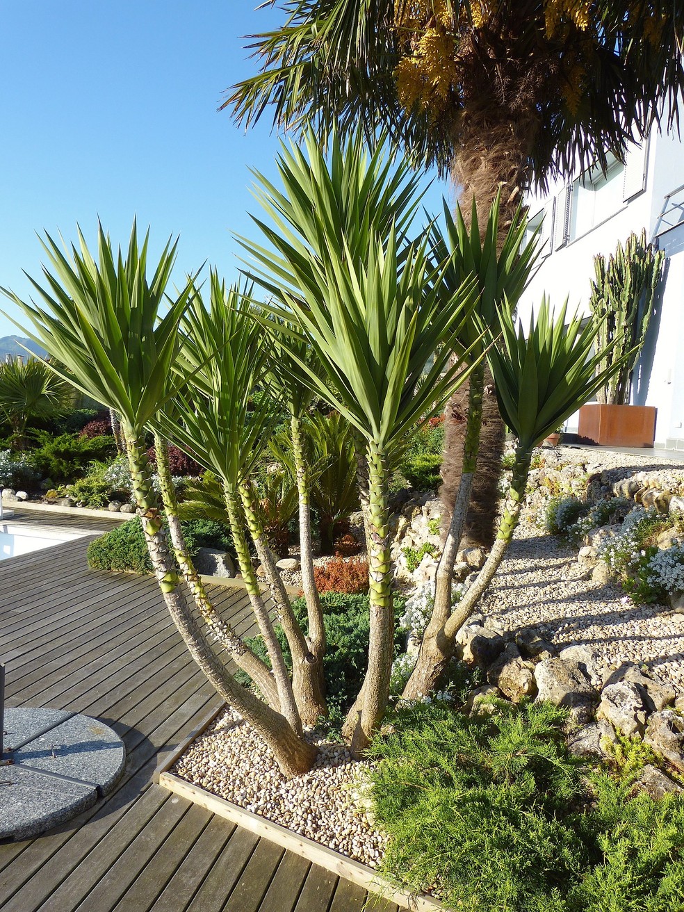 Yucca: o gênero de plantas super resistentes para o seu jardim