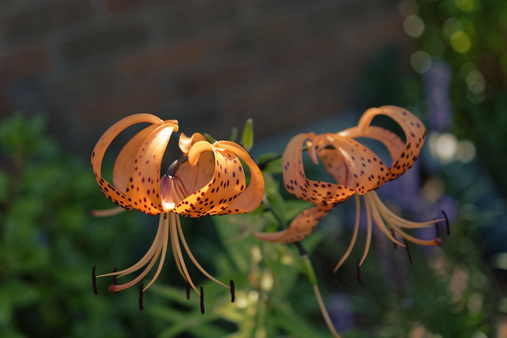 Como cultivar lírio: um guia completo para o gênero Lilium