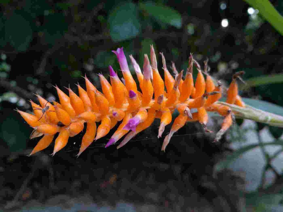 Nova espécie de bromélia é descoberta no Jardim Botânico do Rio de Janeiro