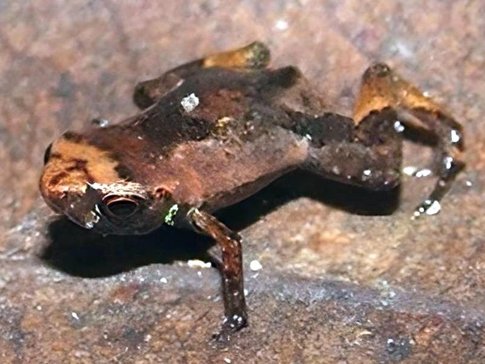 Sapo-pulga brasileiro pode ser o menor vertebrado do mundo
