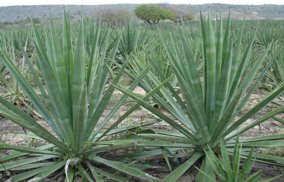 Sisal: você sabia que o material é proveniente de uma planta? Saiba ...