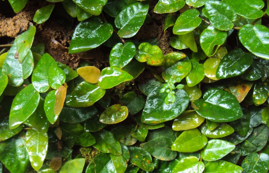 Ficus pumila: aprenda a cultivar a trepadeira unha-de-gato | Paisagismo | Casa e Jardim