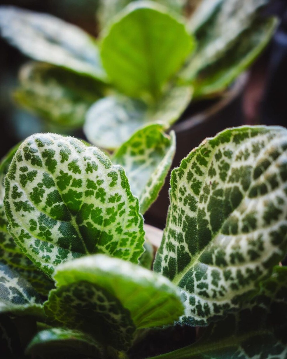 Essa planta que lembra um casco de tartaruga é fácil de cuidar
