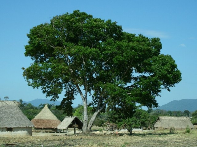 Árvores brasileiras: 18 espécies que você precisa conhecer ou nem ...