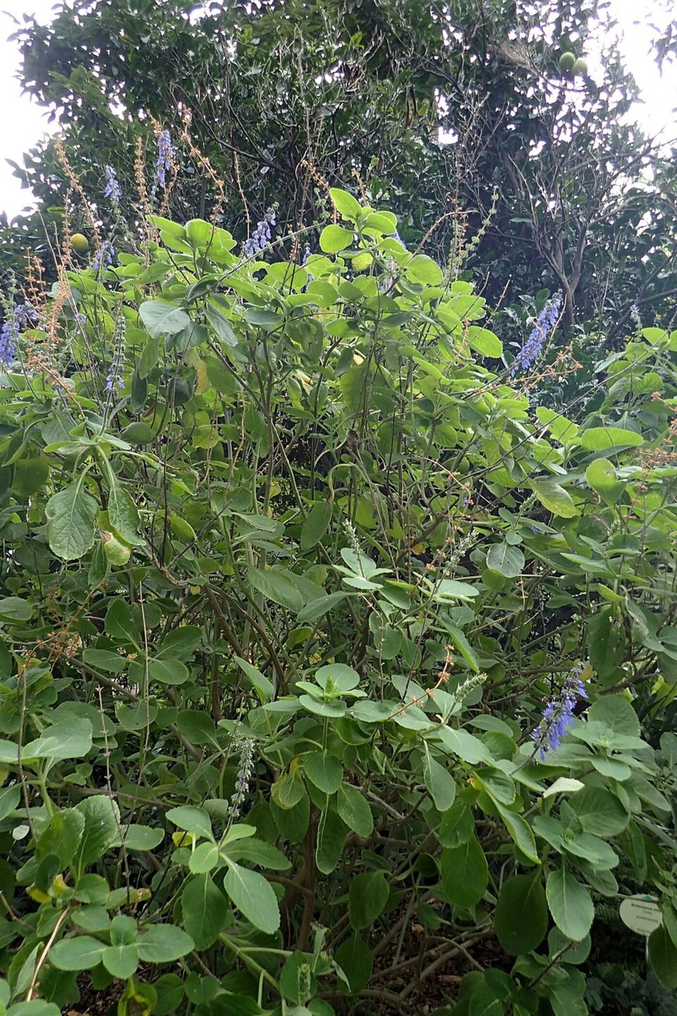 Boldo-da-terra: como cultivar a planta medicinal em casa