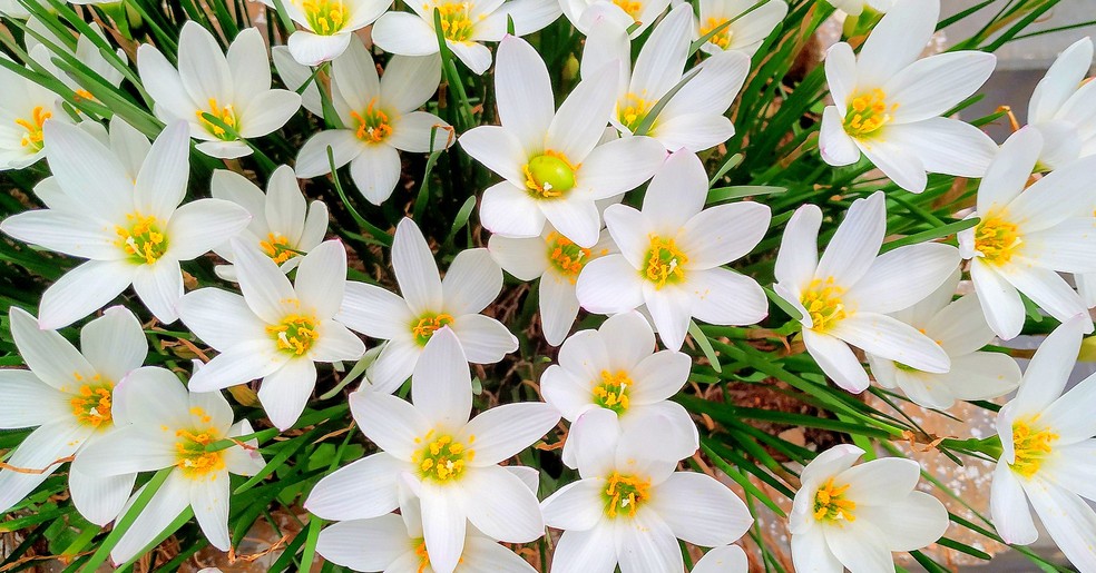 Lírio do vento: conheça as duas plantas que compartilham este nome popular