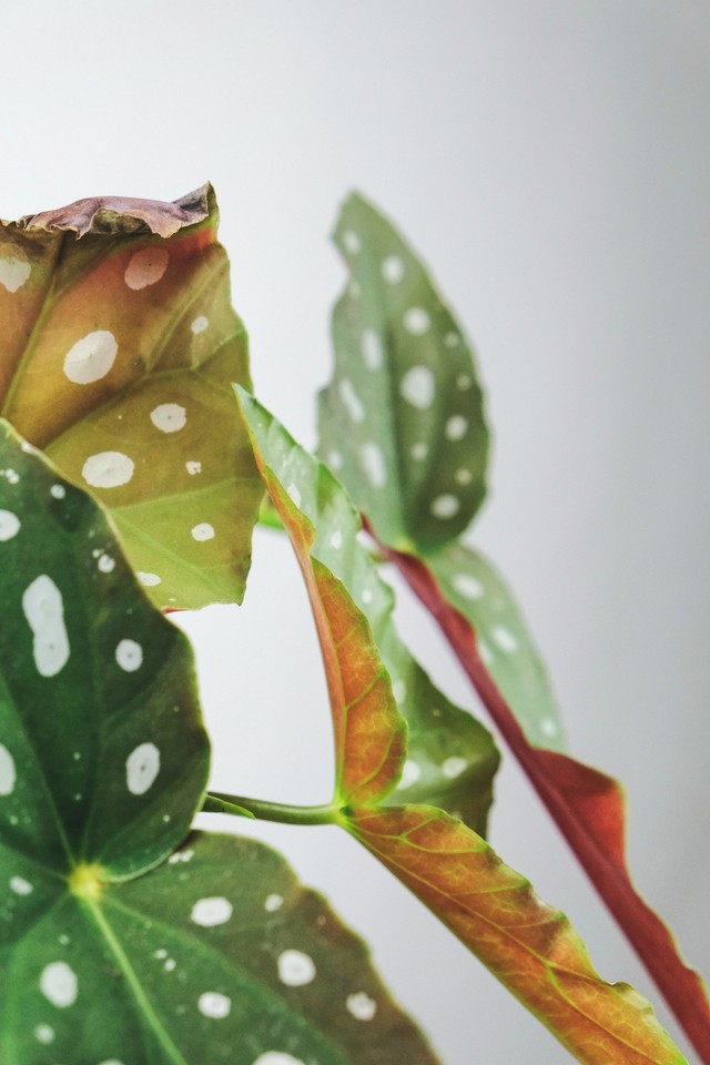 Begônia maculata: características e dicas de cultivo da planta estilosa