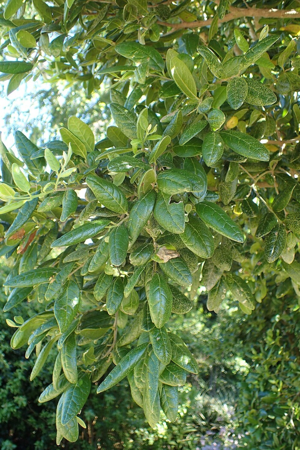 Boldo-do-chile: entenda por que o boldo verdadeiro não é cultivado no ...