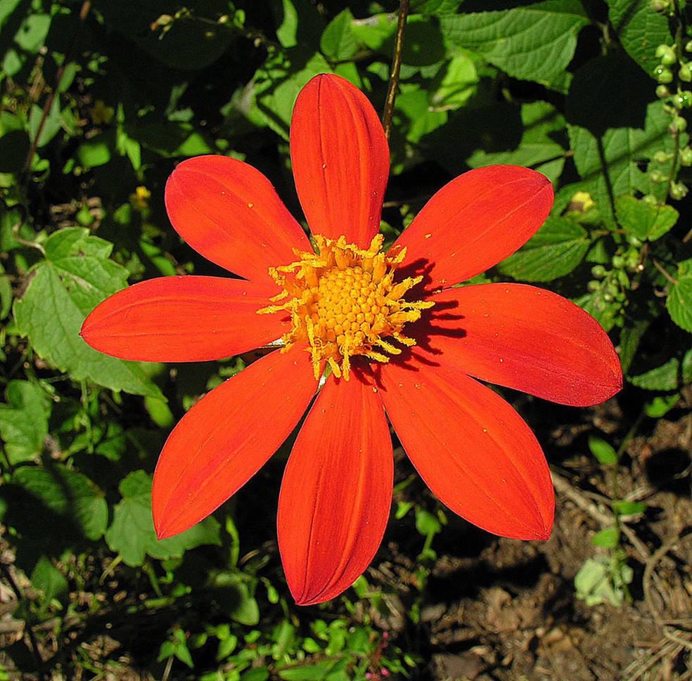 Dália: entenda como a flor se tornou um símbolo do México e saiba como ...