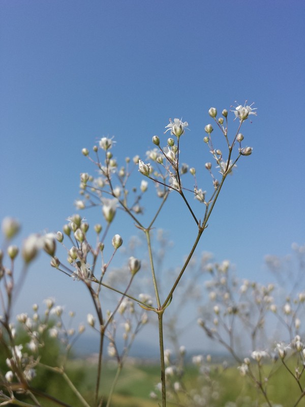Flor mosquitinho: como cultivar em casa a planta usada em casamentos
