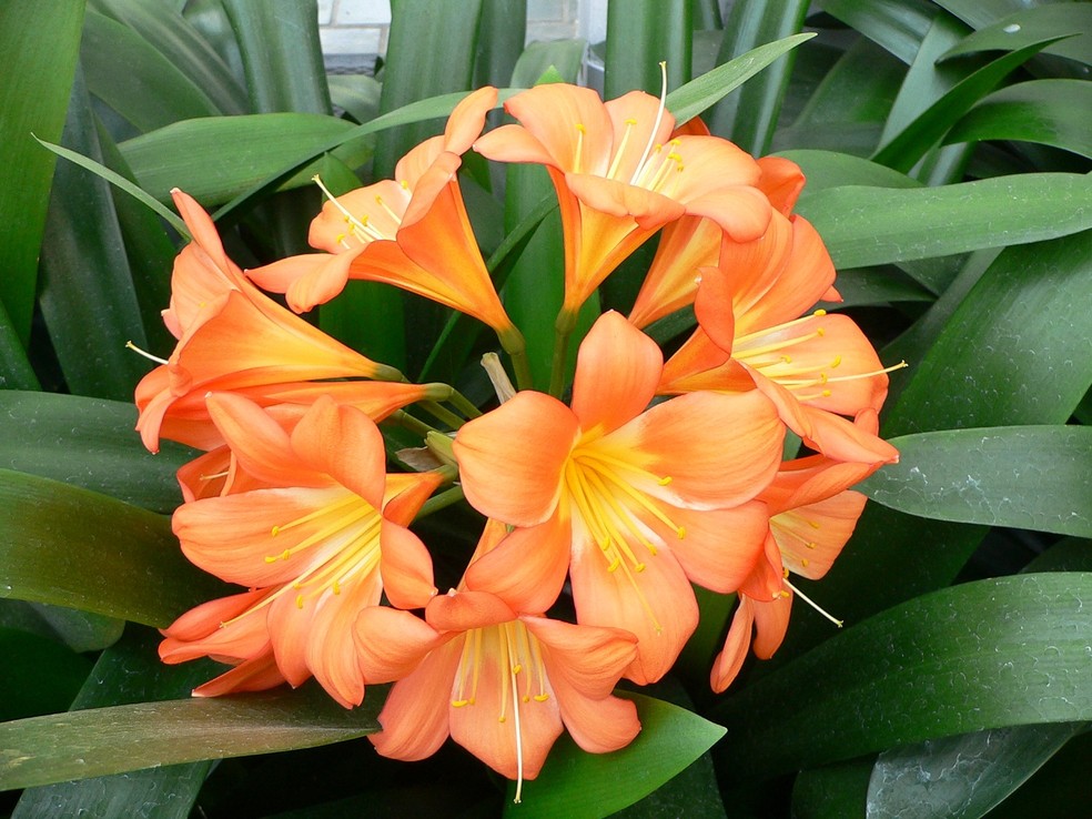 Clivia miniata: como cuidar da planta com flores que simbolizam alegria | Paisagismo | Casa e Jardim