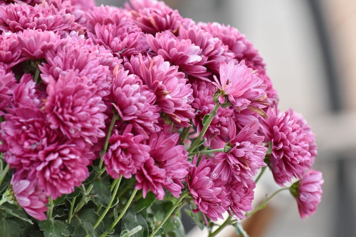 Crisântemo: como cuidar e os significados da flor colorida