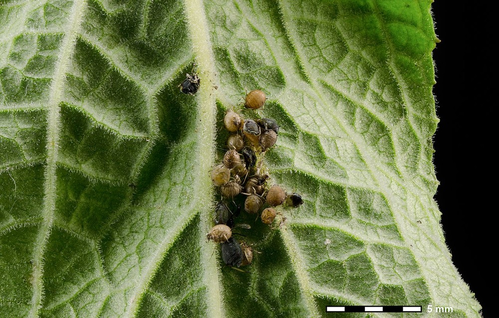 Pulgão: como acabar com o inseto nas plantas sem danificá-las
