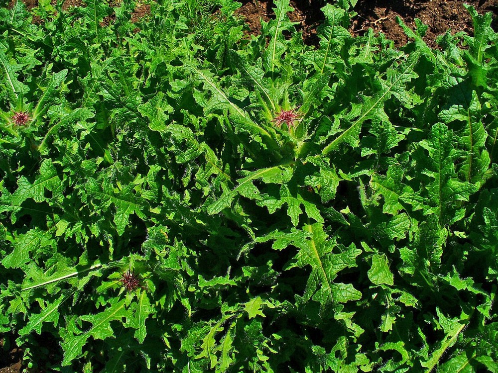 Cardo-santo: como cultivar e diferentes usos