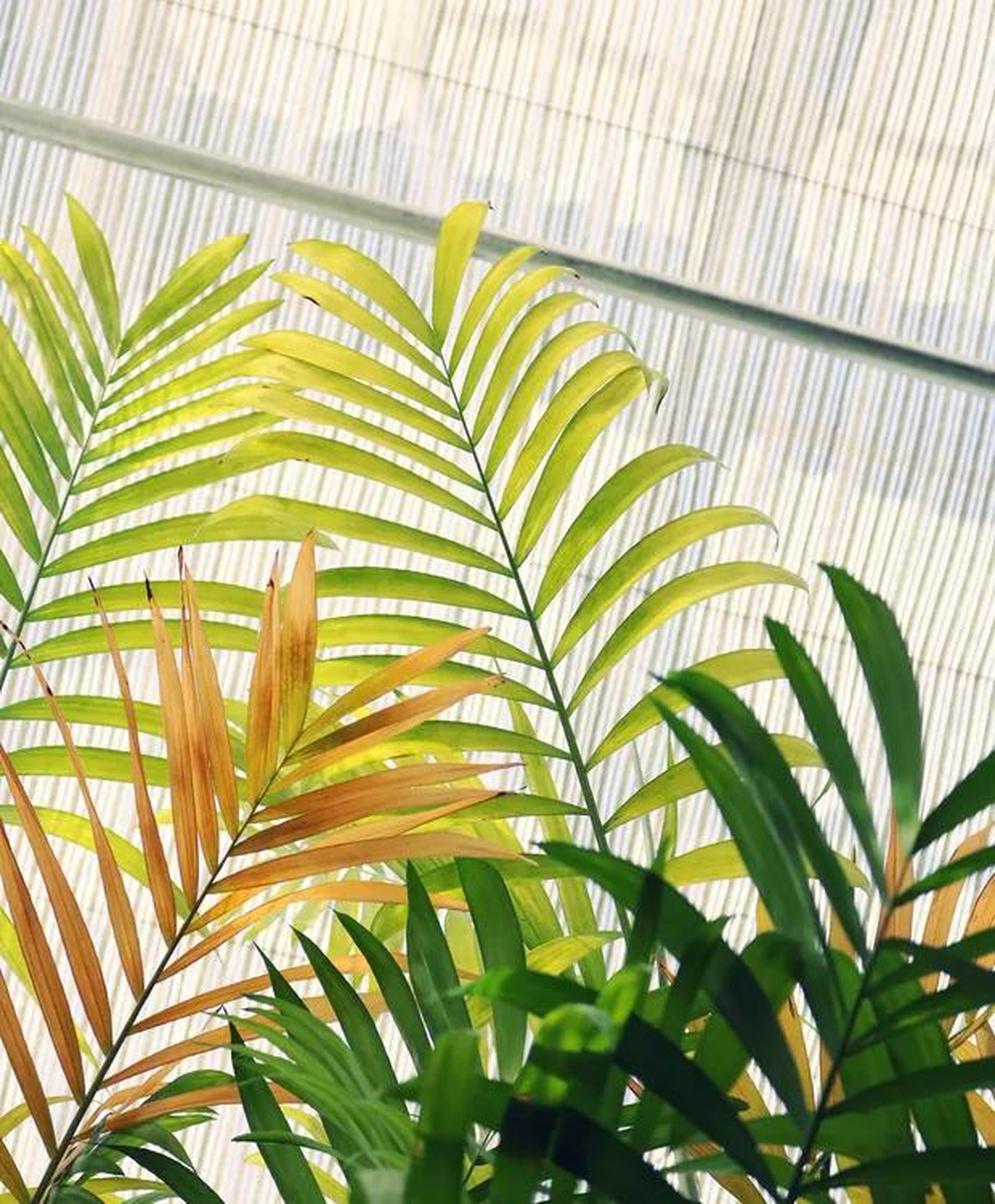 16 plantas de sombra para cultivar dentro de casa sem medo ...