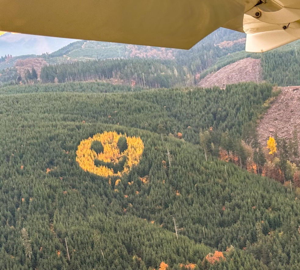 Esta floresta nos EUA tem um emoji sorridente — mas ele deve ...