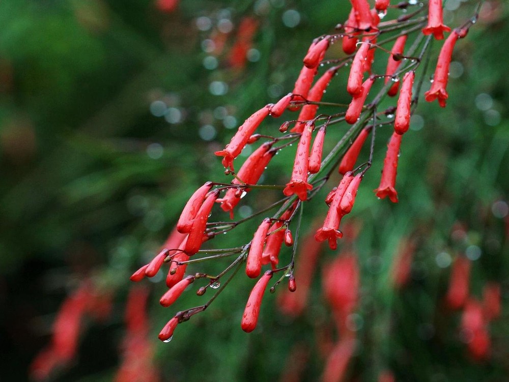 18 espécies de flores pequenas para colorir o jardim