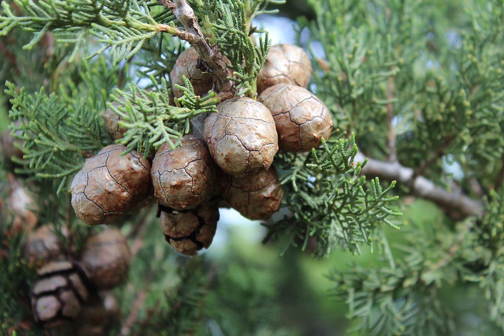 Cipreste italiano: conheça o icônico pinheiro que atinge até 30 metros ...