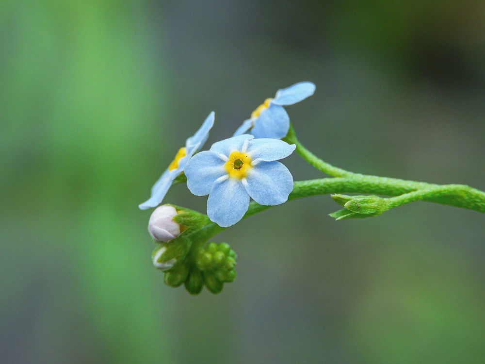 Miosótis: como cultivar a flor comestível que simboliza amor eterno ...