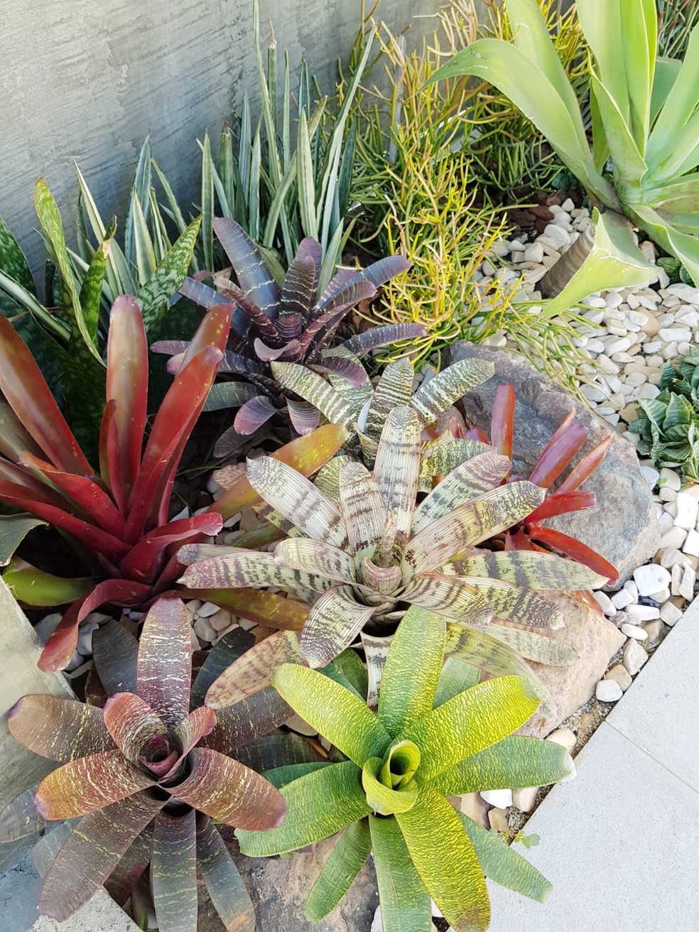 Bromelia Coidados Tipos E Ideas Para O Cultivo Desta Planta Exuberante
