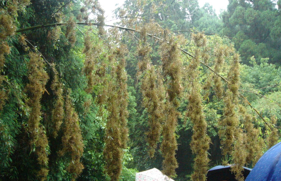 Plantas monocárpicas: as espécies que florescem apenas uma vez