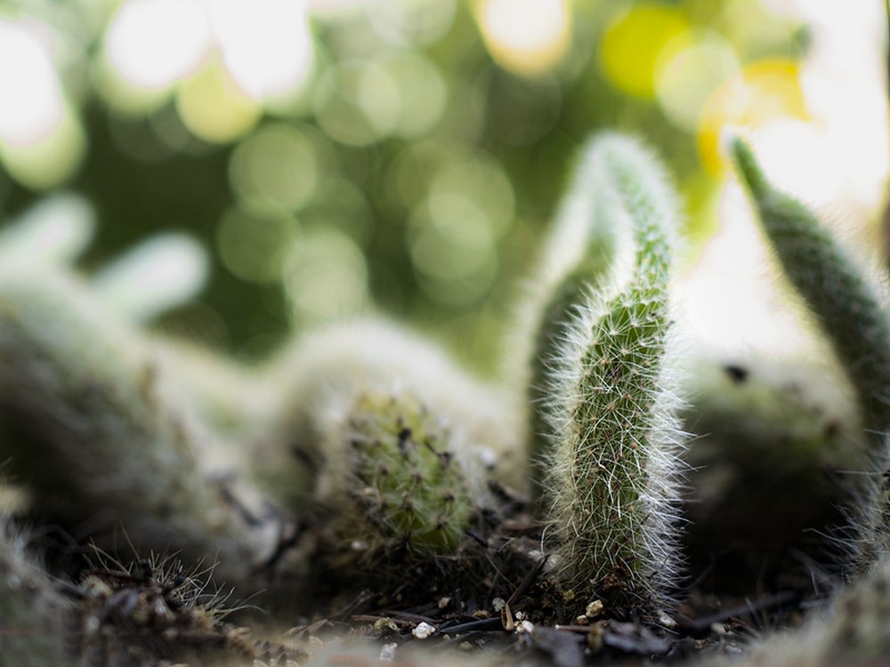 Rabo-de-macaco: como cuidar e criar mudas do cacto pendente