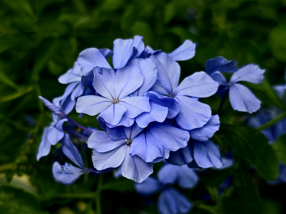 33 plantas perenes que podem florescer em qualquer canto do seu jardim