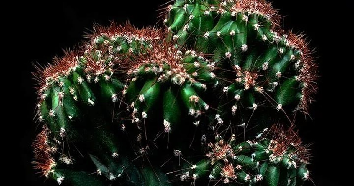 Cacto monstro: tudo o que você precisa saber sobre a espécie ...