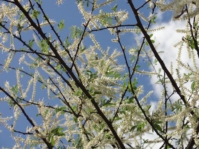 Jurema preta: conheça a planta da caatinga resistente às queimadas