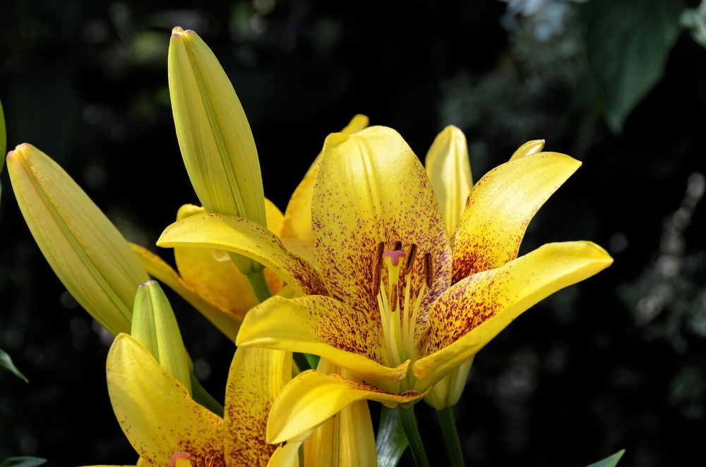 Como cultivar lírio: um guia completo para o gênero Lilium
